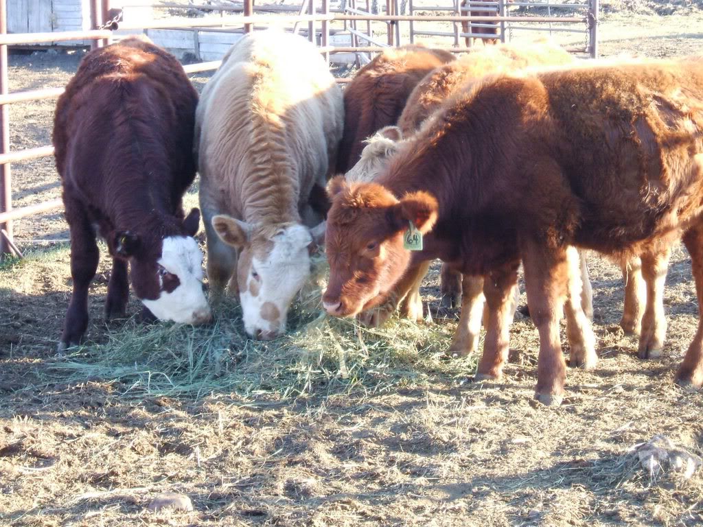 Are Farm Animals Starving the Planet of Food… Humans Can’t Even Eat ...